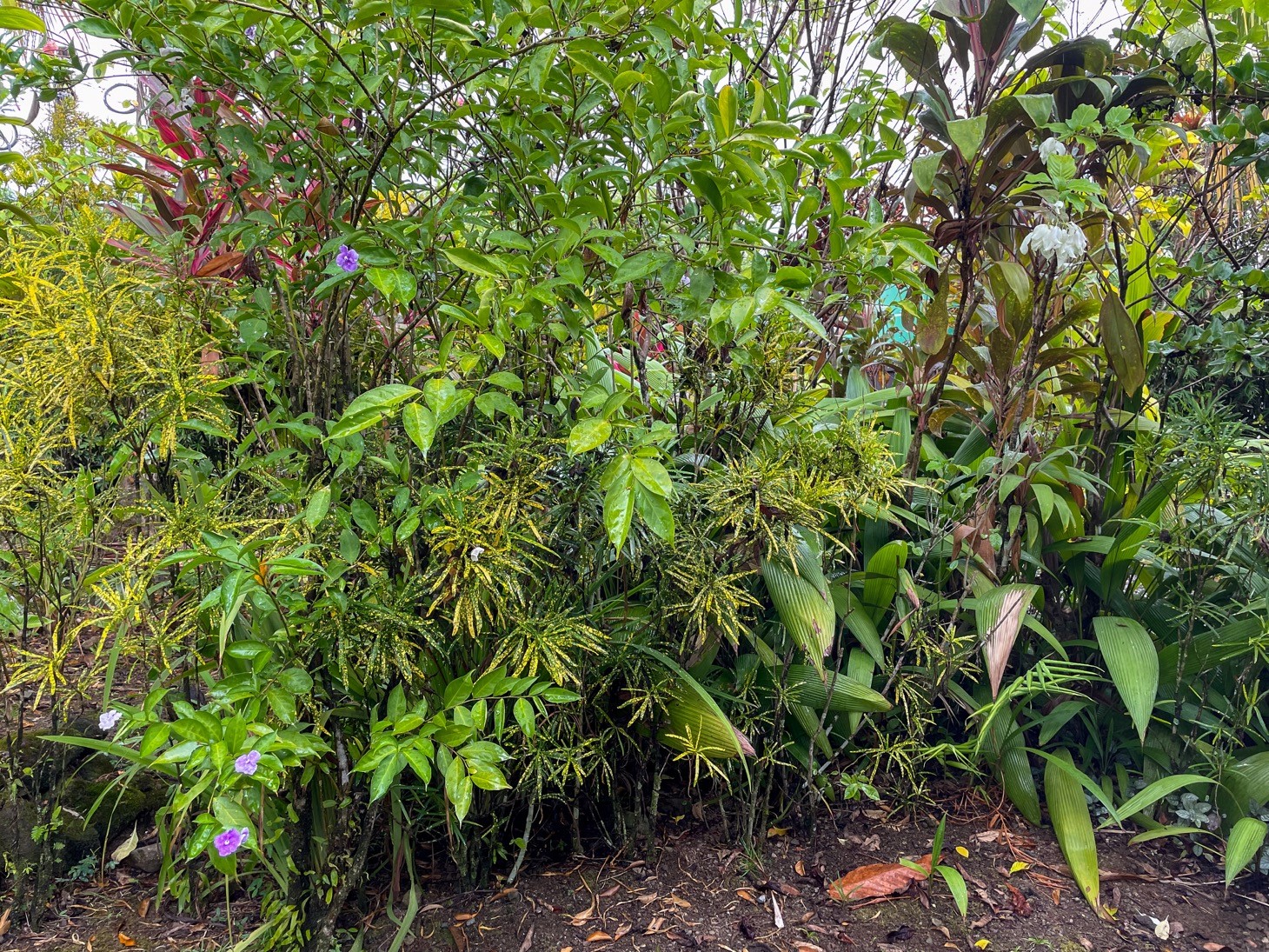 Cozy Colonial Home with Lush Gardens and Prime Commercial Prospects in ...